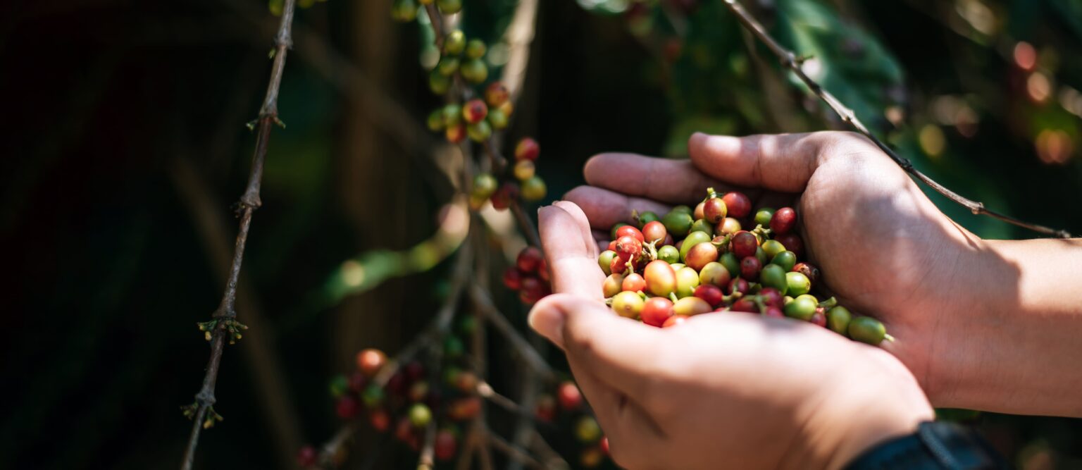 Colheita de café especial: qual a hora certa de colher os grãos?